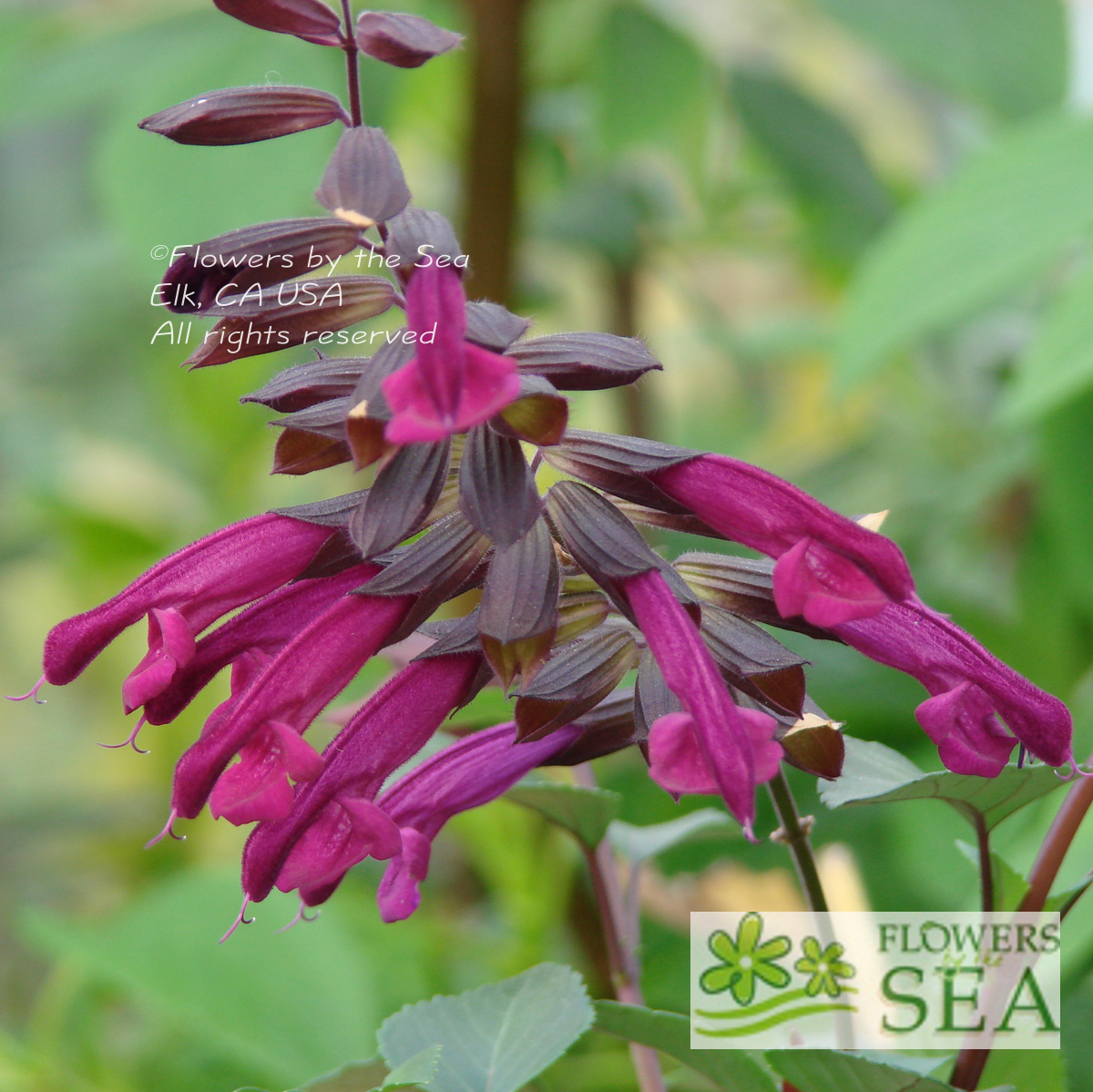 Flowers by the Sea | Split Complementary Colors-Salvia greggii ...