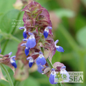 Salvia dorisiana - Fruit Scented Sage of South America